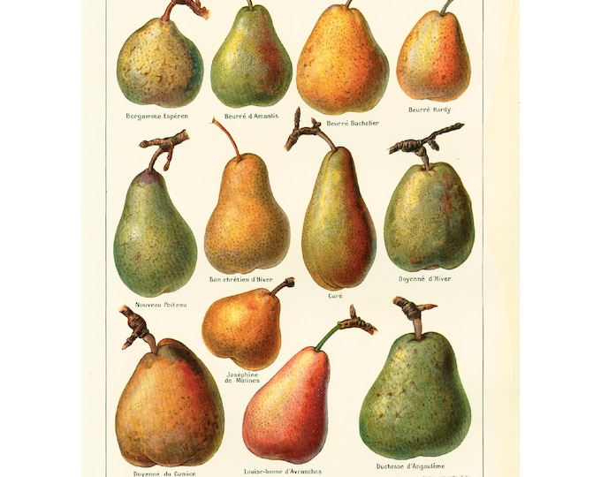 1922 Antique Pear Print, Pears Wall Art Vintage Lithograph Fruit Decor ...