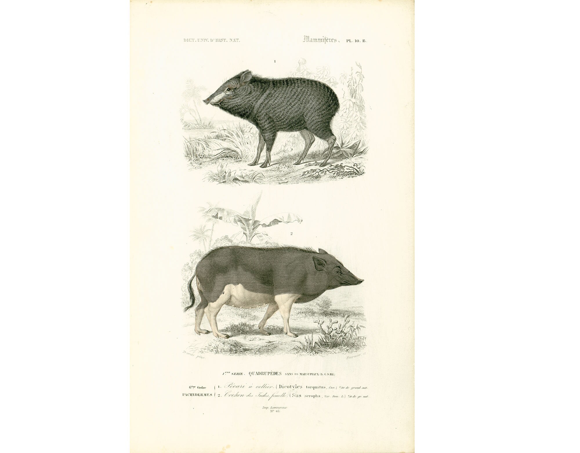 1861 Pecari Wild pig by Ch. Orbigny Original Antique Print | Etsy