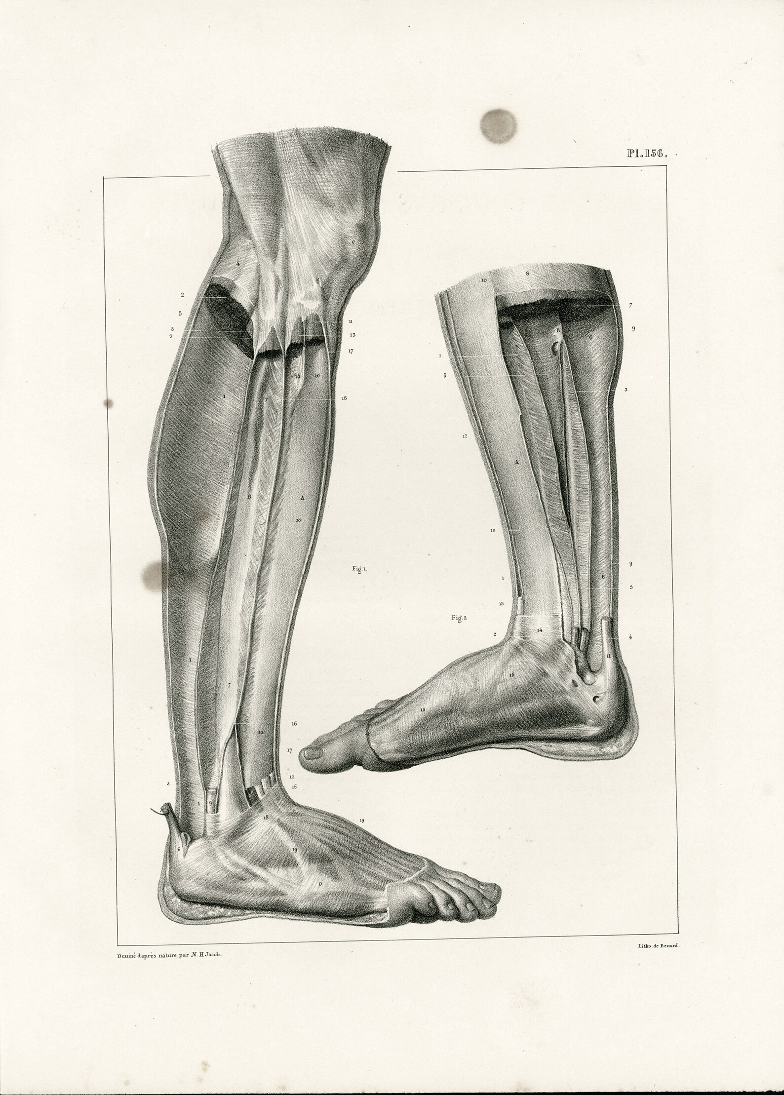1831 Anatomy Orthopedic Surgery Human Leg Foot Print Human Body Poster ...