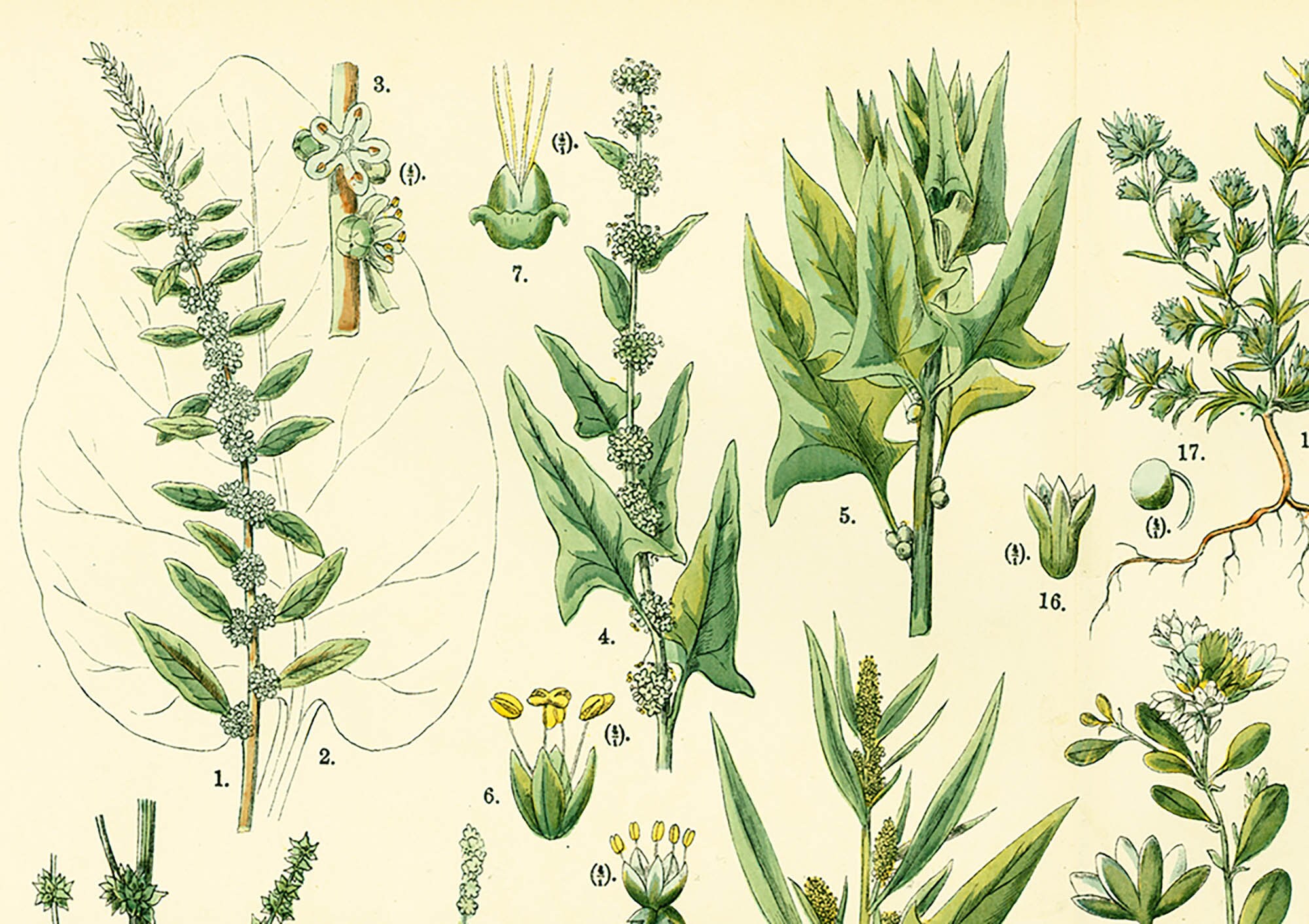 1885 Amaranth Family Chenopodium Antique Lithograph Print Poster ...