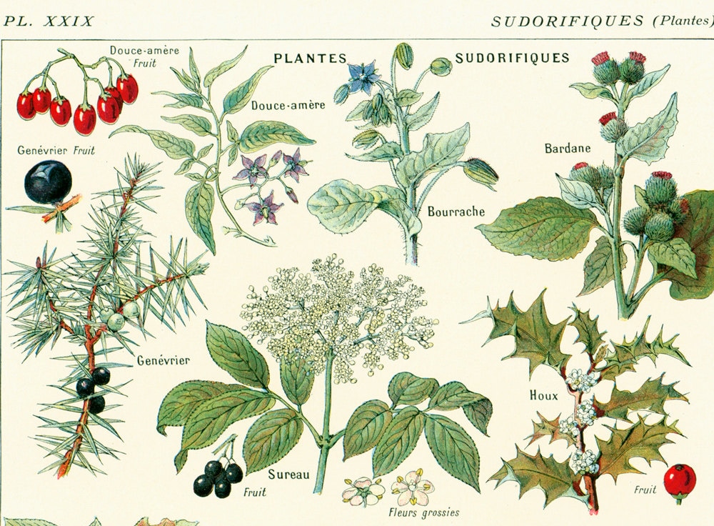 1897 Sudorific & Diuretic Plants, Medicinal Plants Antique Print ...
