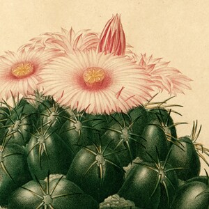 1861 Cactus elephant's tooth by Orbigny Original Antique | Etsy