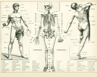 1912 Corps Humain Anatomie Visceres Abdomen Squelette Tatouage Planche ...