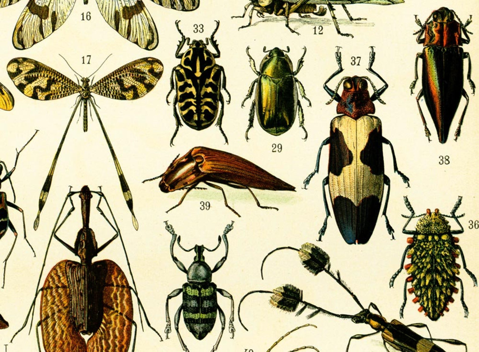1897 Insectes Planche Originale Libellule Mante Religieuse Nouveau ...