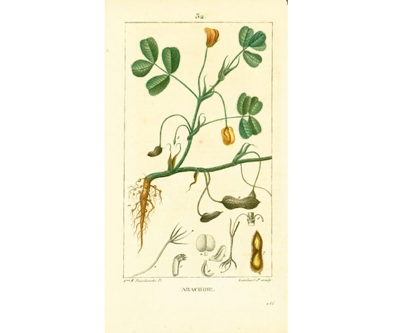 Pinda Plant