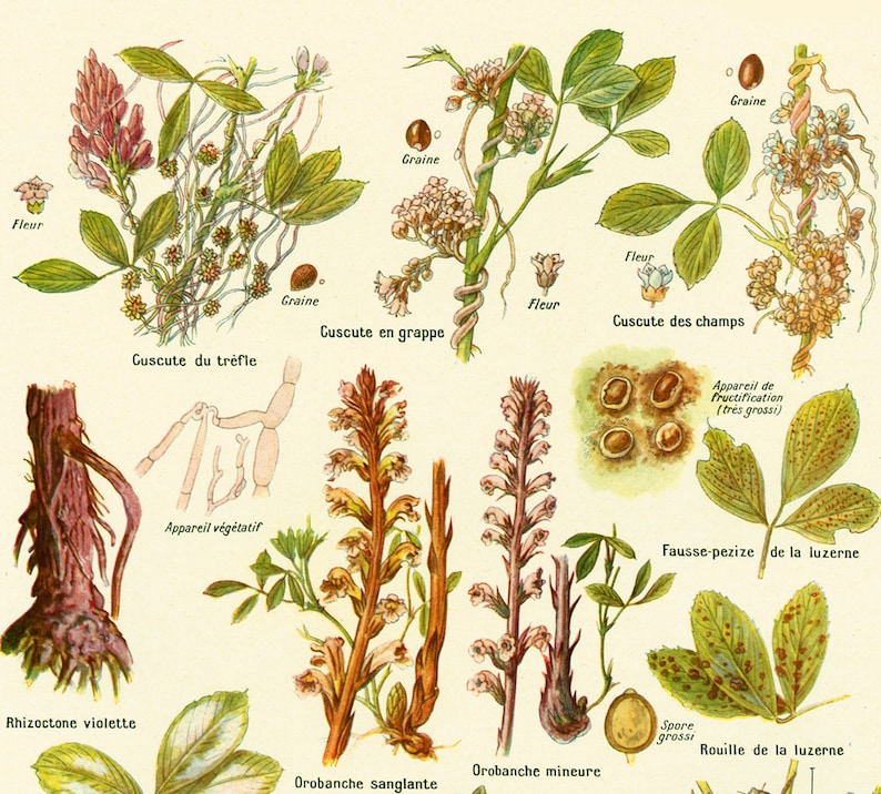 1922 Antique Print of Lucerne Diseases, Alfalfa Pathology, Insect ...