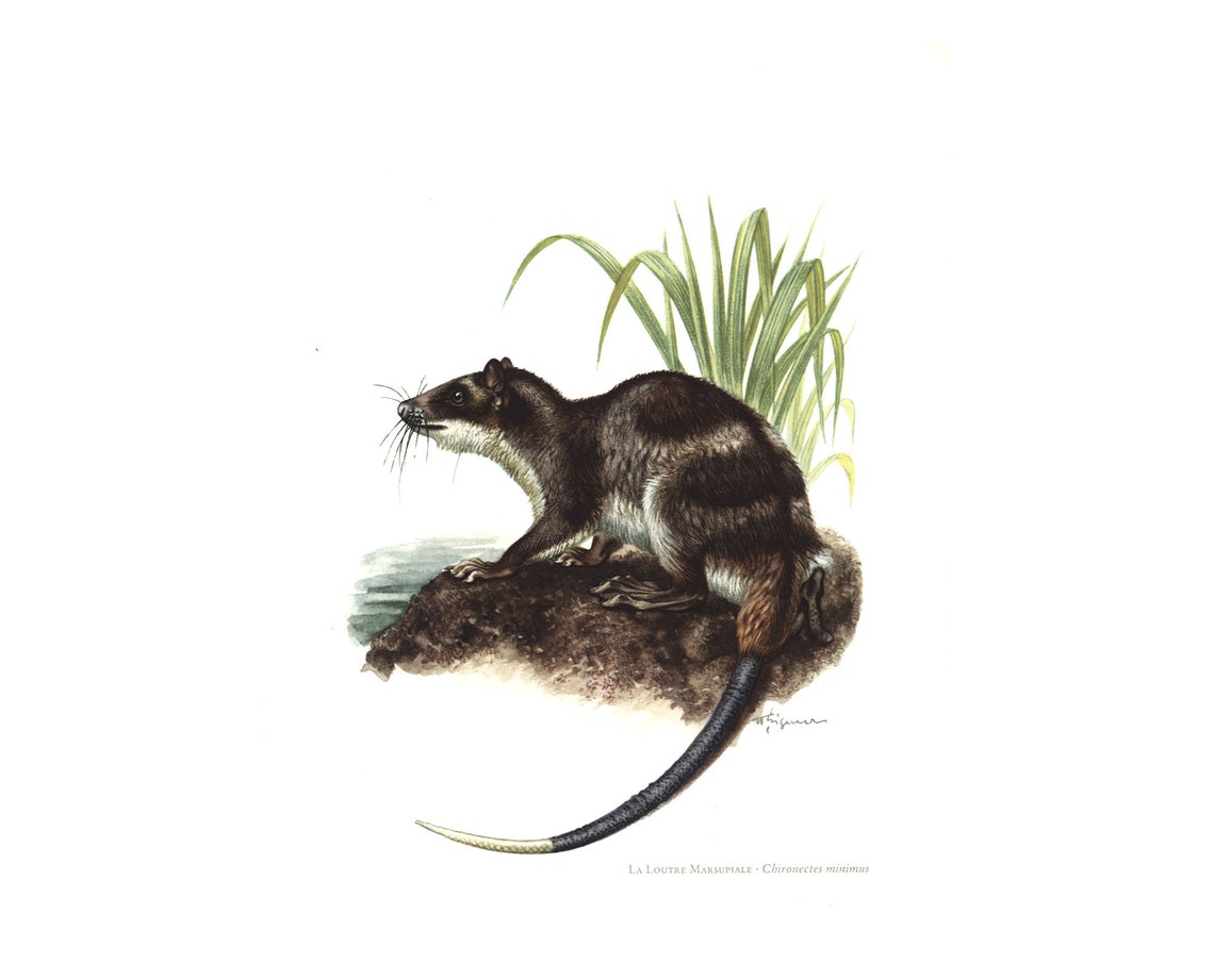 1974 Water Opossum Chironectes Yapock Vintage Illustration, Animal Art ...