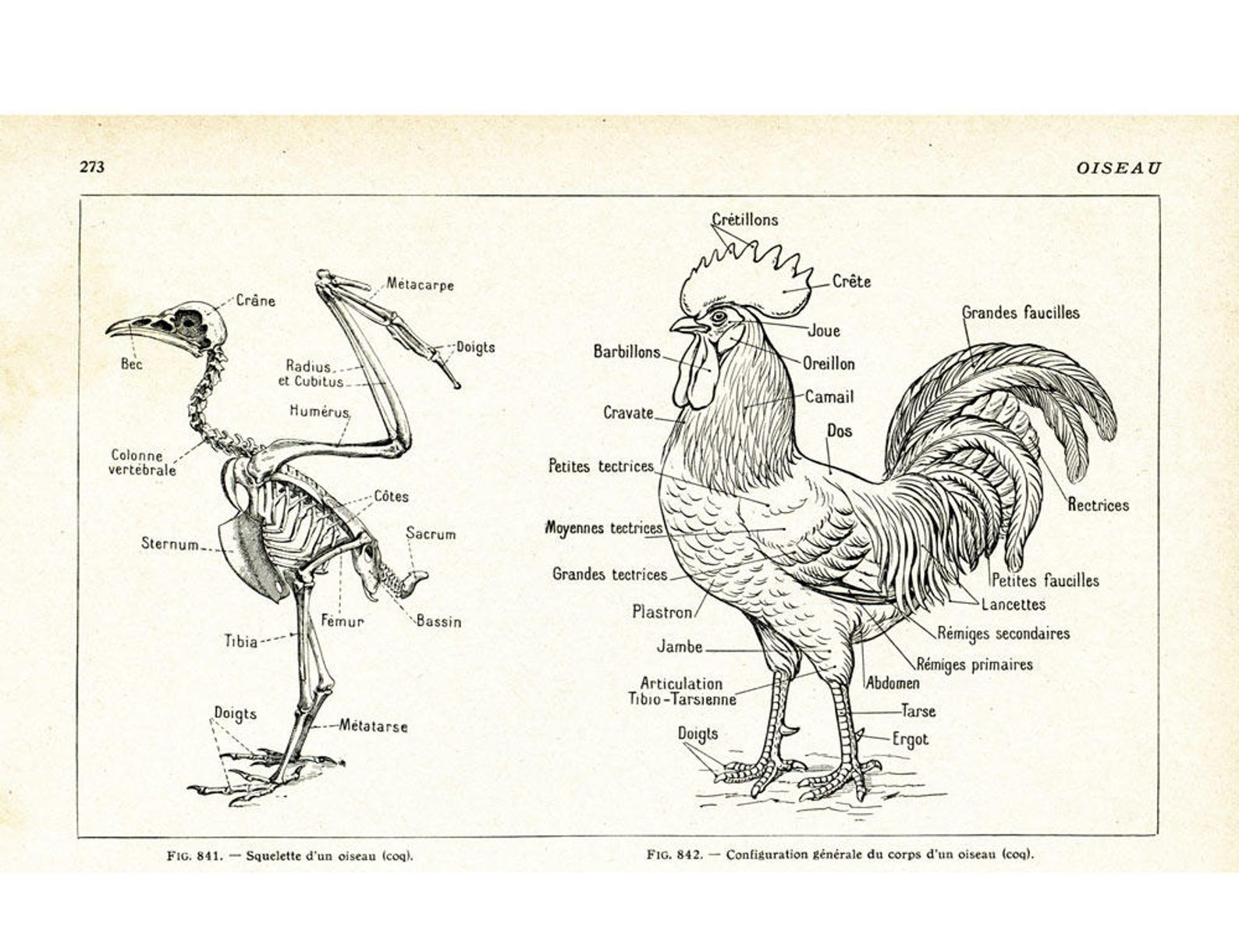 1922 Anatomia Scheletro Gallina Gallo Uccello. Tavola illustrata da ...
