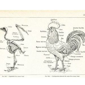 1922 Antique Bird Anatomy. Vintage Hen Skeleton Lithograph. Antique ...
