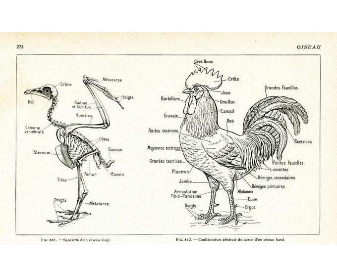 1922 Anatomie Squelette Poule Coq Oiseau. Planche illustrée Larousse ...