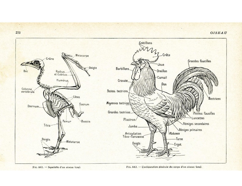 1922 Anatomía Esqueleto Gallina Gallo Pájaro. Tablero ilustrado de ...