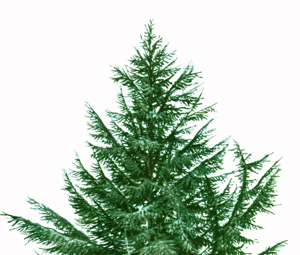 1967 Atlas Cedar Print Vintage Botanical Illustration Wall Art | Etsy