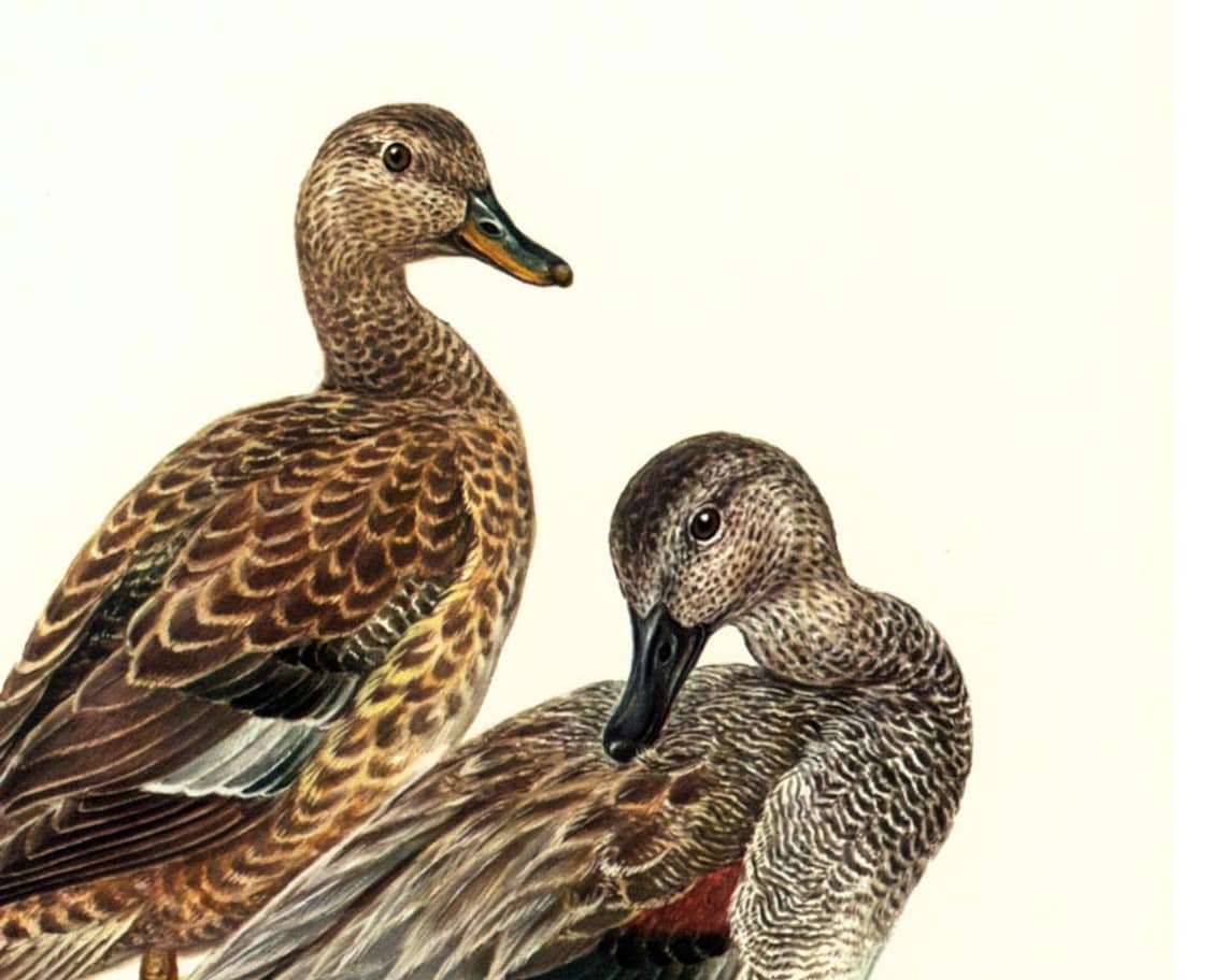 1969 Vintage Gadwall Dabbling Duck Print Duck Illustration - Etsy