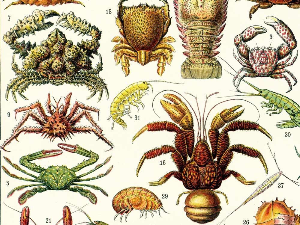 1897 Crustacean Antique Print. Lobster. Fishes. Shells. Crabs. Large ...