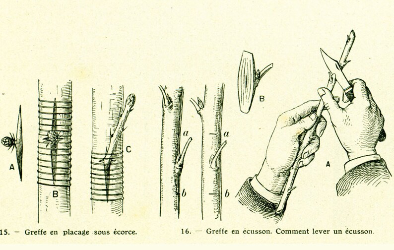 1922 Art du greffage. Principales sortes de greffes. | Etsy