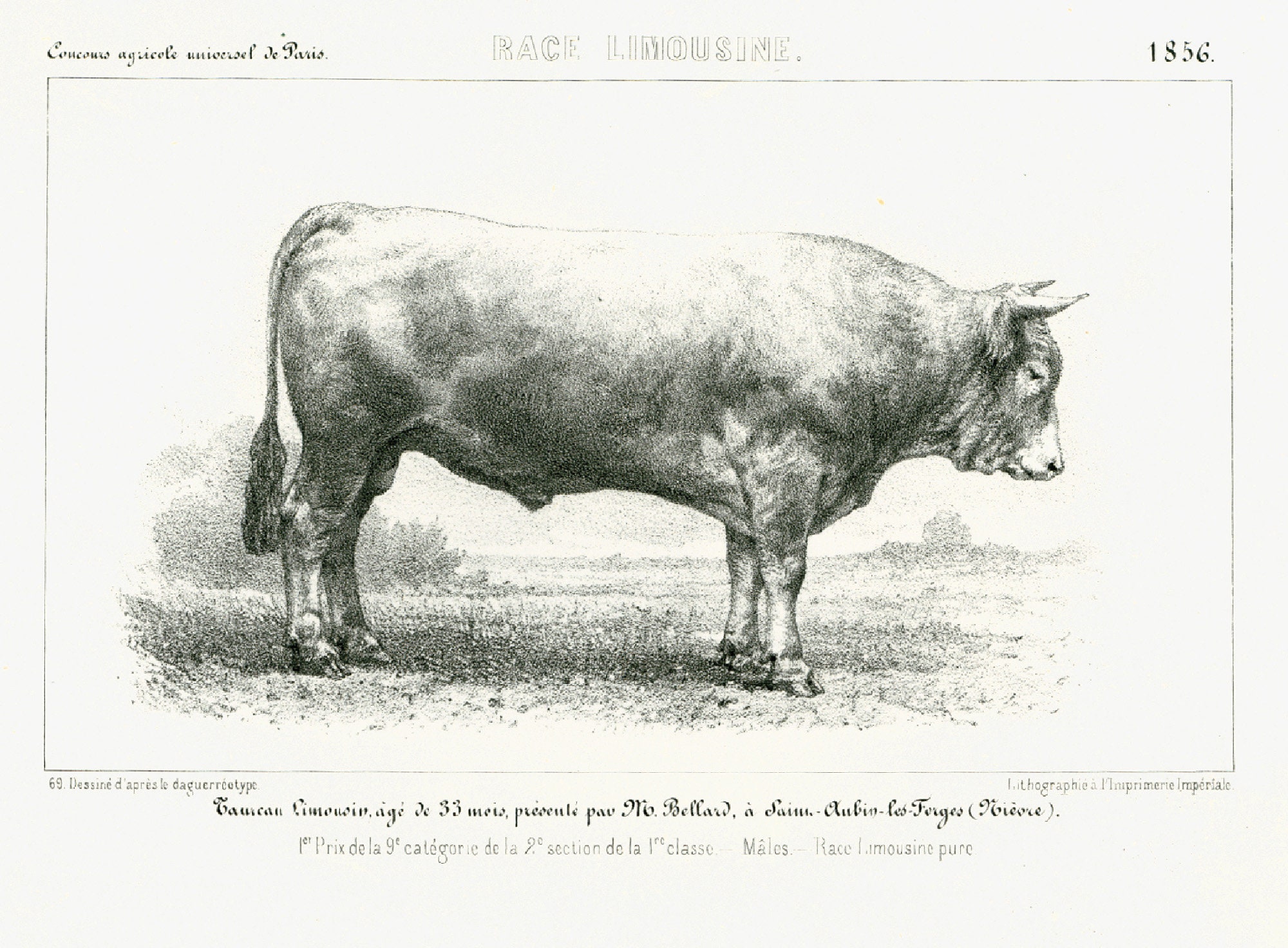 1856 Bull of Leneschitz Antique Austrian Cow Breeds Print. Cattle ...