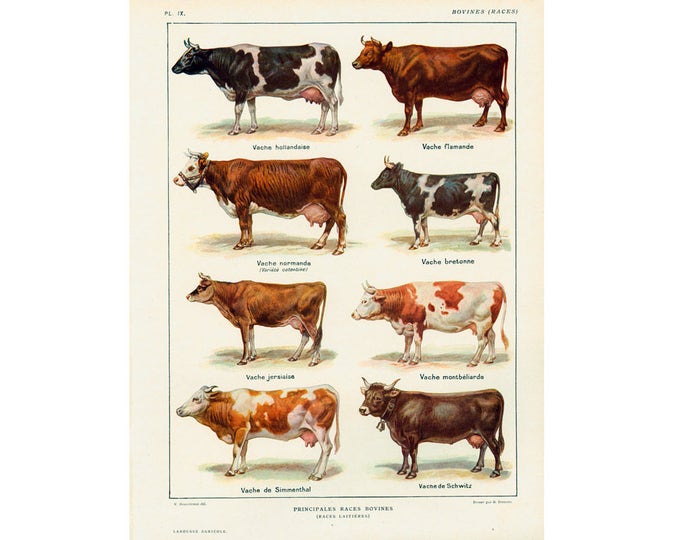 1922 LARGE SIZE Antique Cow Breeds Print. Cow Bull Breeds ...