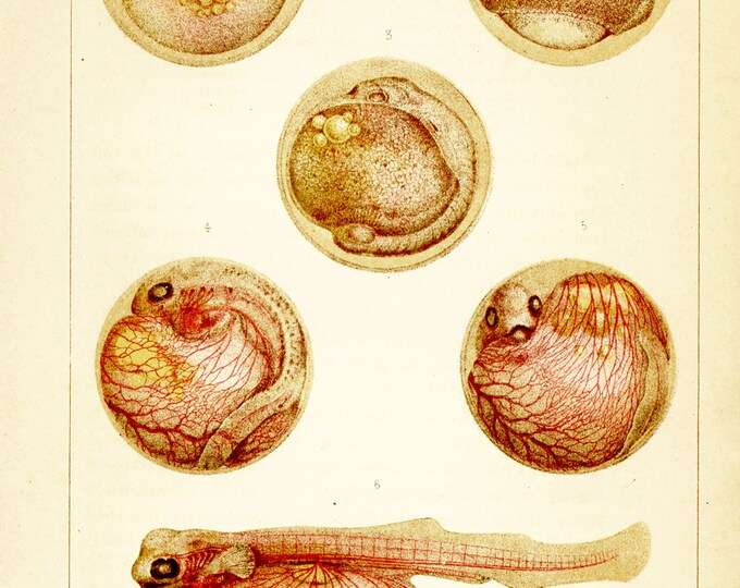 1881 Antique Egg Salmon Life Cycle Reproductive Strategy Print - Etsy