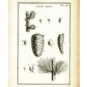 1797 Antique Larches Larix Seeds Cones Coniferous Tree Print Botanical ...