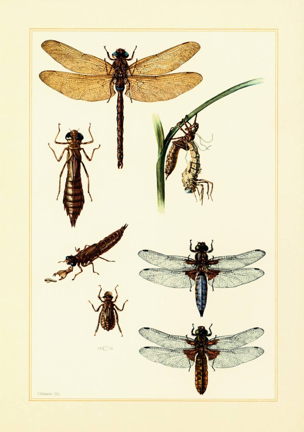 1960 Vintage Dragonfly Print. Nymph. Odonata Illustration. | Etsy