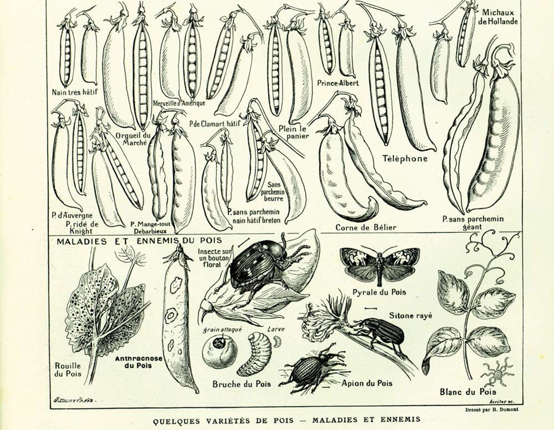 1922 Antique Peas identification Chart Seeds Vintage Gardening | Etsy