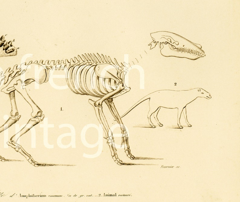 1861 Fossils Anaplotherium Antique Engraving by Ch. Orbigny, Original ...