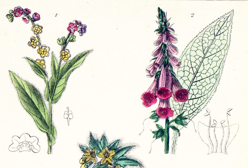 1872 Purple Foxglove Houndstongue Black Henbane Laurel Antique - Etsy