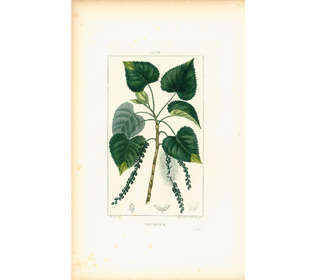 1831 Antique Poplar Aspen Cottonwood Flower Catkins Print Natural ...