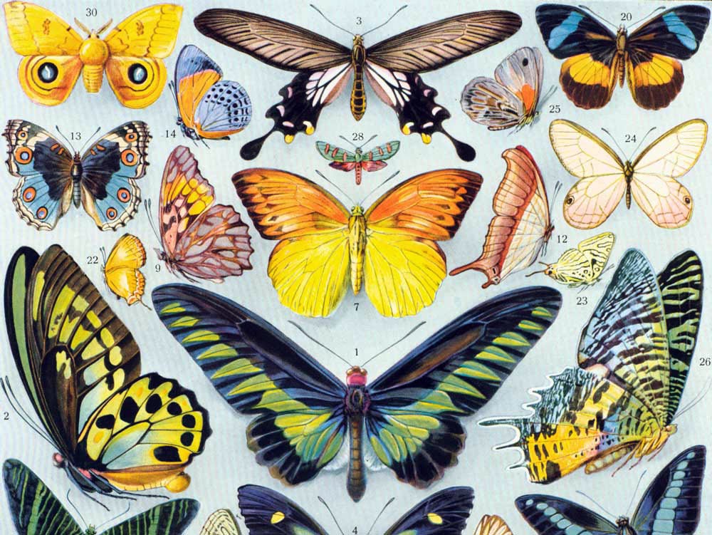 1933 Antique Butterfly identification Chart Print vintage | Etsy