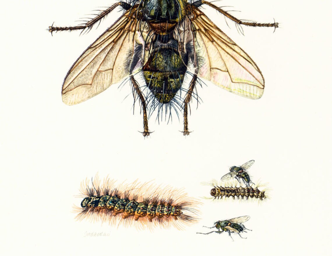 1960 Vintage Geant Tachinid Fly Print. Flies Fly Illustration. Insect ...
