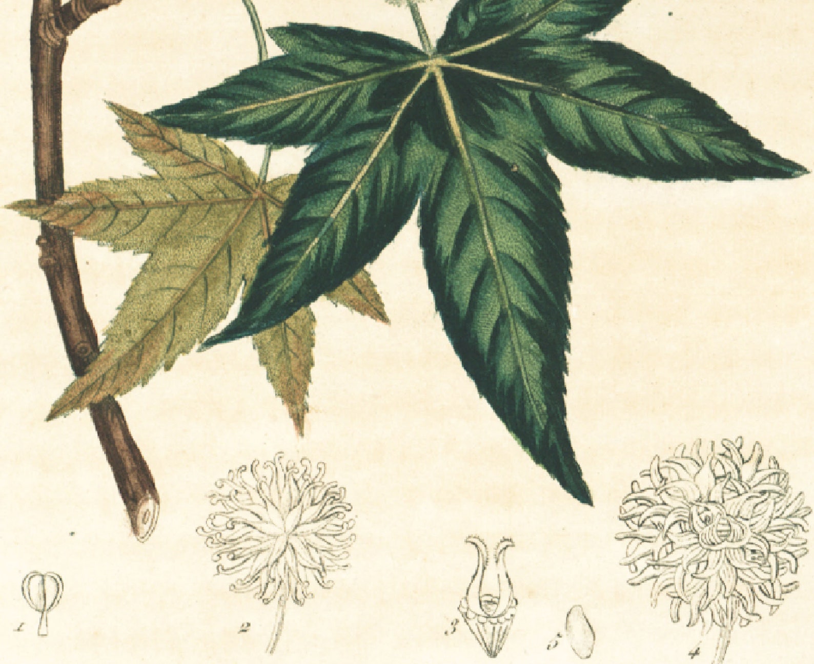 1831 Antique Liquidambar American Storax Alligatorwood Sweetgum Print ...