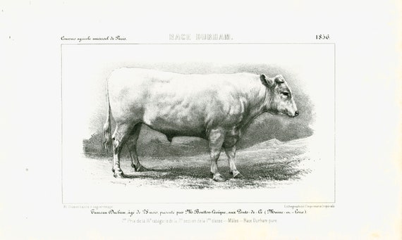 Lithographs Prints French vintage Cow Bull breeds 1856 Jutland Cattle ...