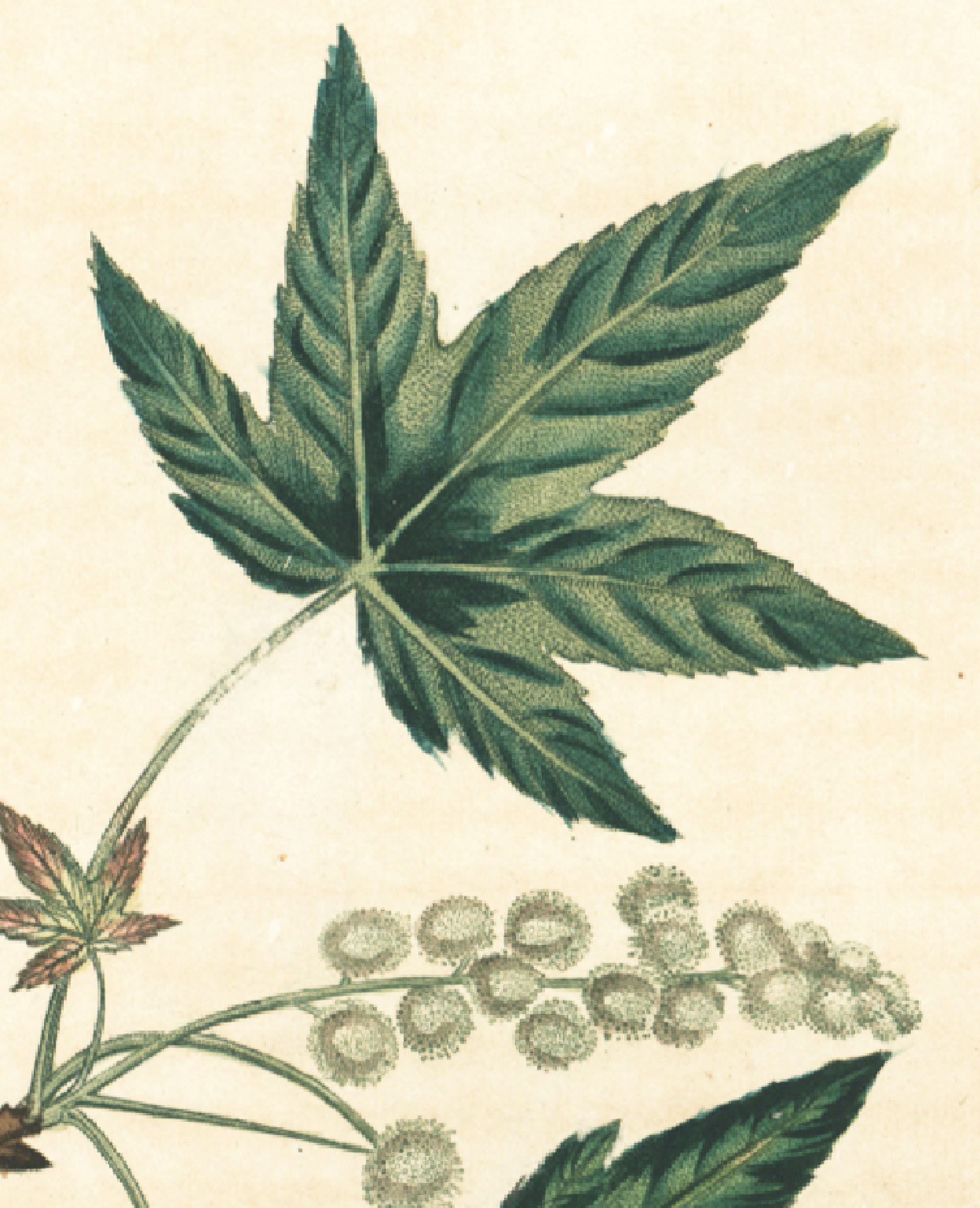 1831 Antique Liquidambar American Storax Alligatorwood Sweetgum Print ...