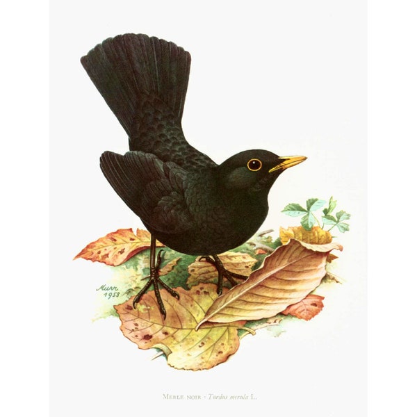 Blackbird Print - Etsy Australia