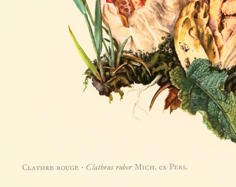 1962 Clathrus Ruber Latticed Stinkhorn the Basket Stinkhorn Red Cage ...