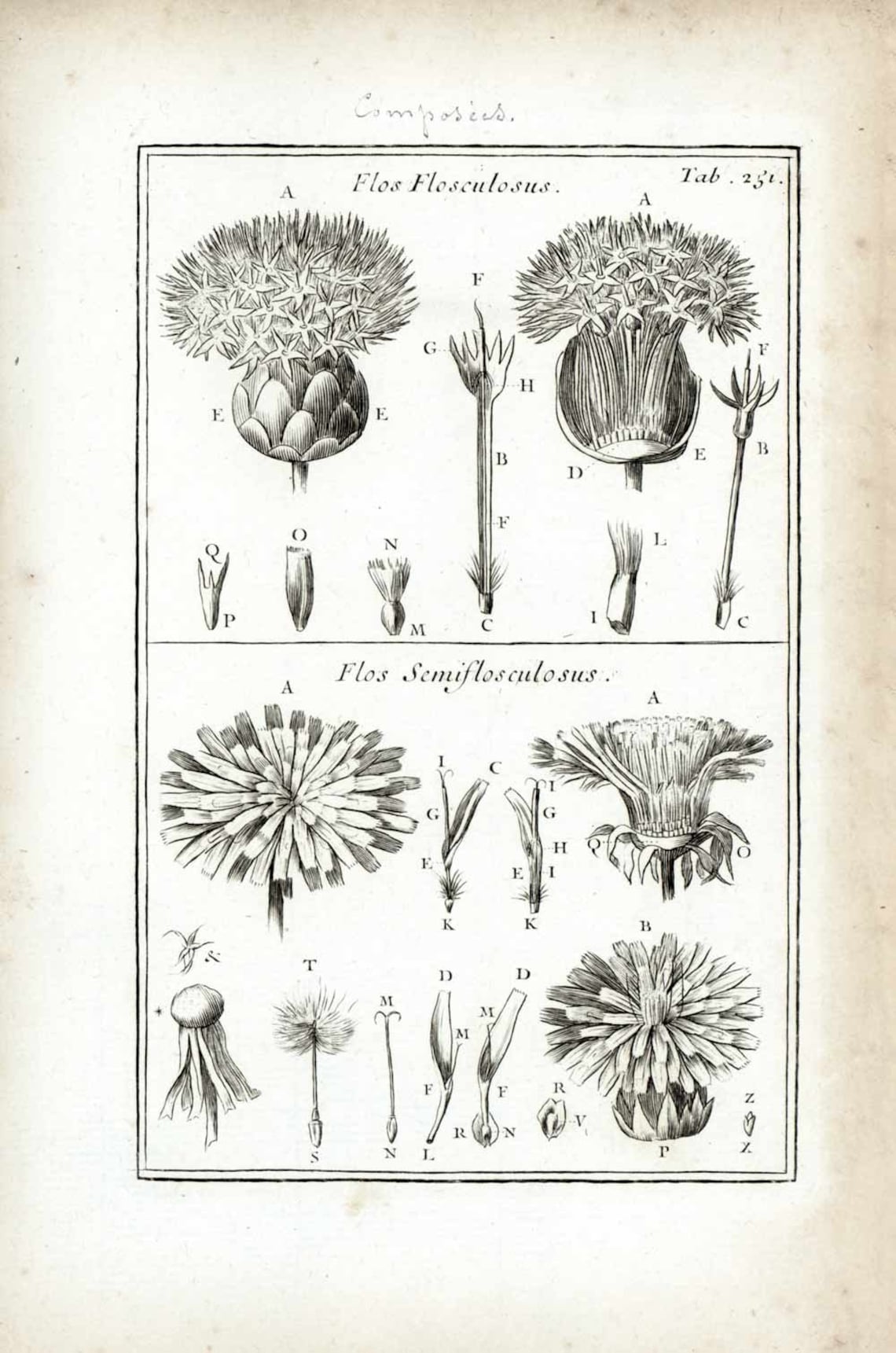 1797 Anatomy Dandelion Flower Cornflower Anther Ovary Stigma Morphology ...