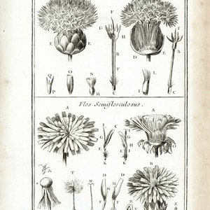1797 Anatomy Dandelion Flower Cornflower Anther Ovary Stigma Morphology ...