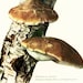 1962 Birch Polypore Fungus Wall Art. Mushroom Vintage Print. Mycology ...