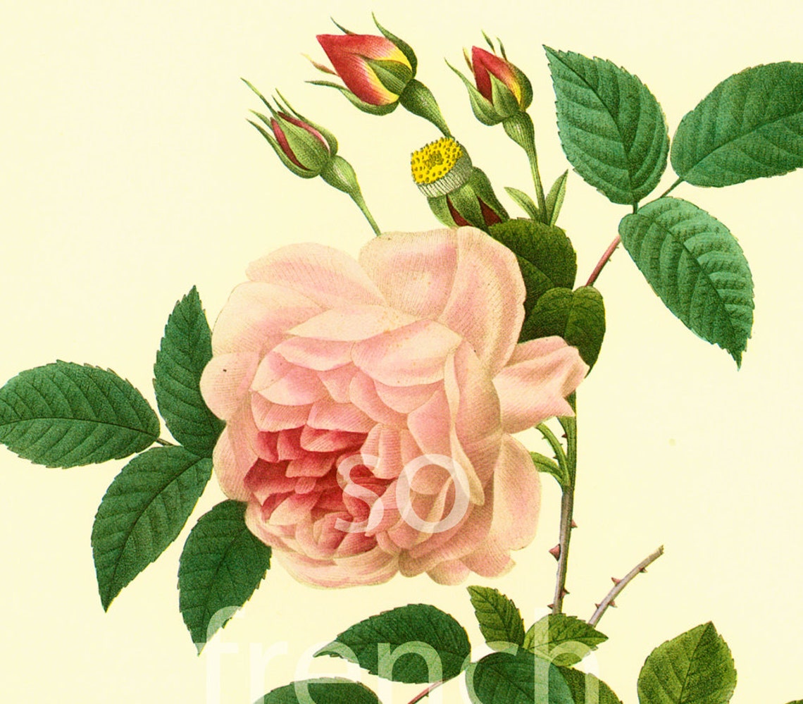 Rosa Indica Large Size Botanical Print REDOUTE FLOWERS Garden | Etsy