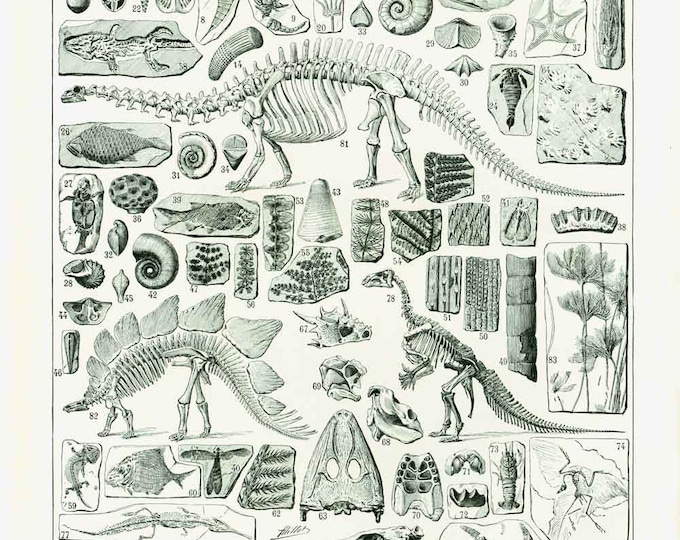 1933 Fossil Antique Print. Dinosaurs. Prehistoric. Large Size. - Etsy