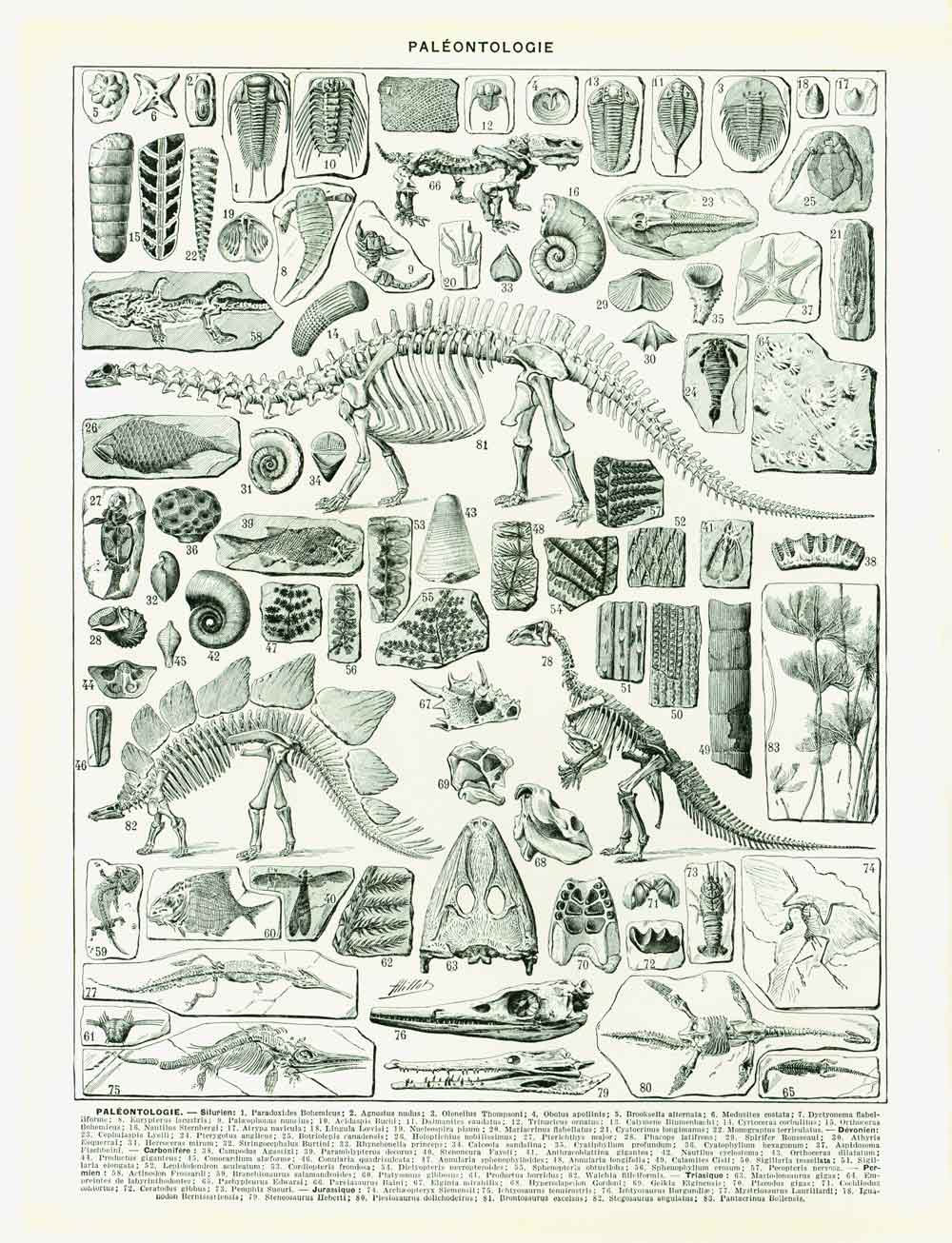 1933 Fossil Antique Print. Dinosaurs. Prehistoric. Large Size. - Etsy