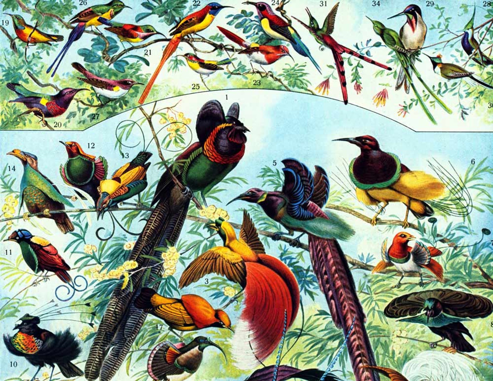 1933 Antique Bird of Paradise Hummingbird Chart Print. | Etsy