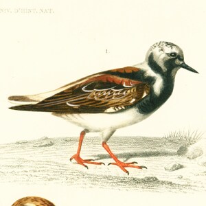 1861 Turnstones Stone Curlew Antique Engraving Orbigny Hand Colored ...