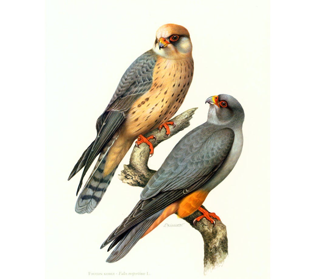 1961 Falcon Print, Red Footedfalcon Wall Art, Bird of Prey Illustration ...