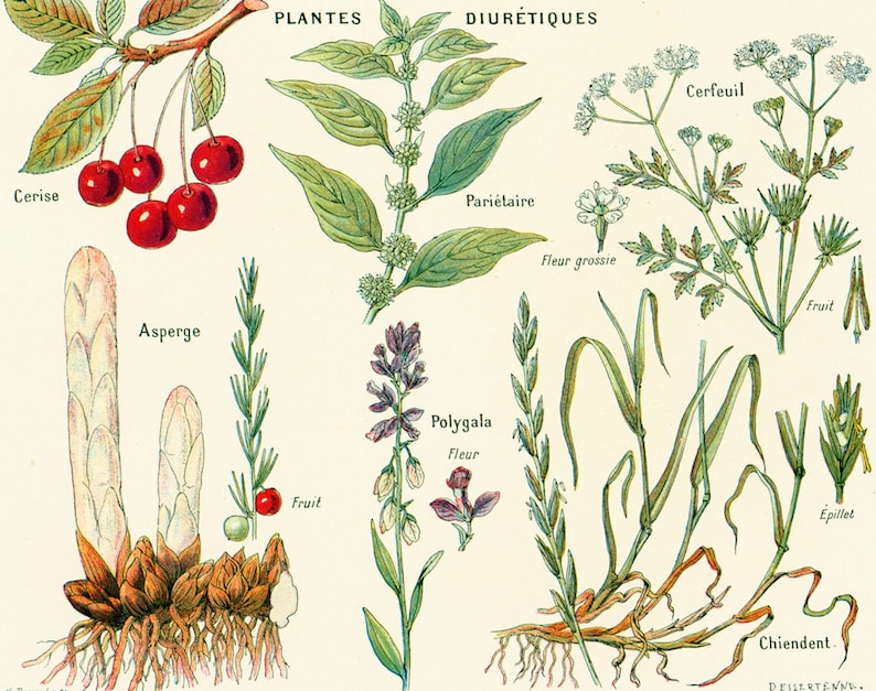 1897 Sudorific & Diuretic Plants, Medicinal Plants Antique Print ...