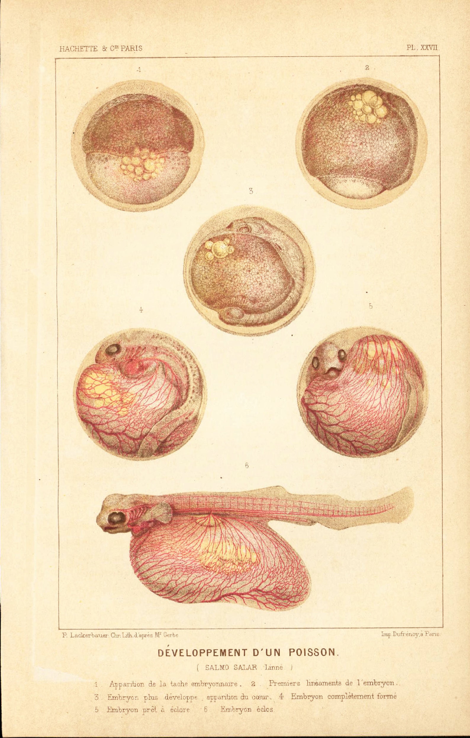 1881 Antique Egg Salmon Life Cycle Reproductive Strategy Print French ...