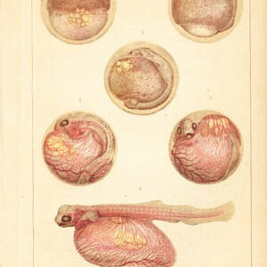 1881 Antique Egg Salmon Life Cycle Reproductive Strategy Print French ...