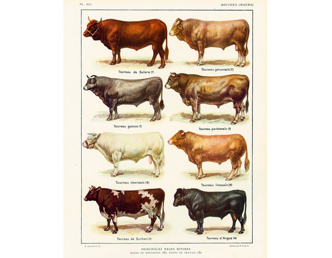 1922 Bull Breeds Print. Antique Identification Chart. French Vintage ...