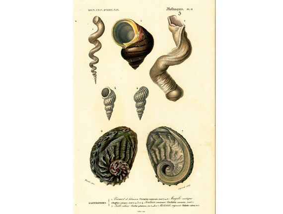 1861 Oreilles de mer Orbigny Planche Originale Ormeau Vermet | Etsy