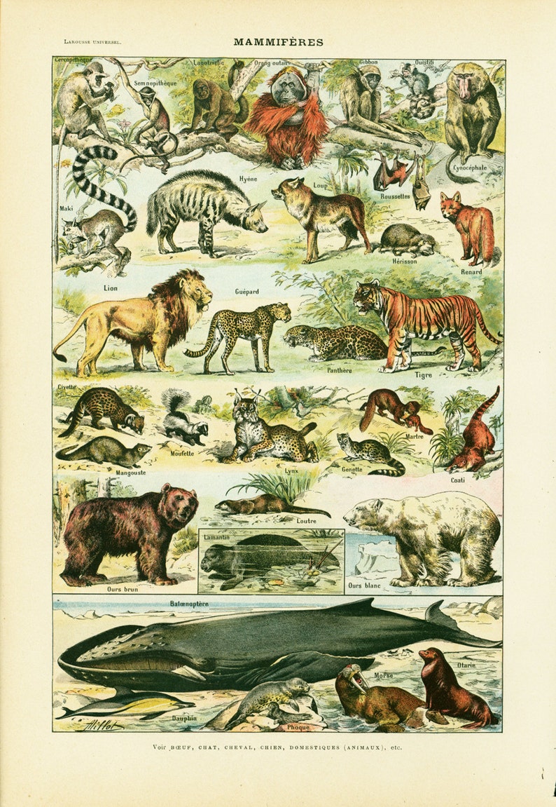 1948 Antique Animal Print, Whales, Cheetah, Lynx, Mammals Antique ...